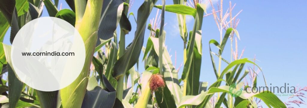 Importance of Maize: Best Significance in Indian Agriculture