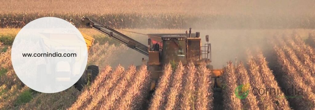 Hybrid seed production technology of maize: Best practises