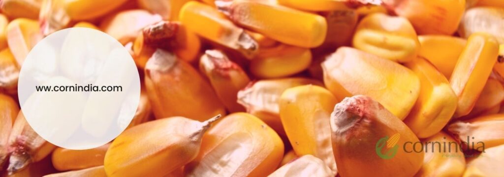 Corn India: Discover Everything You Need to Know About Corn
