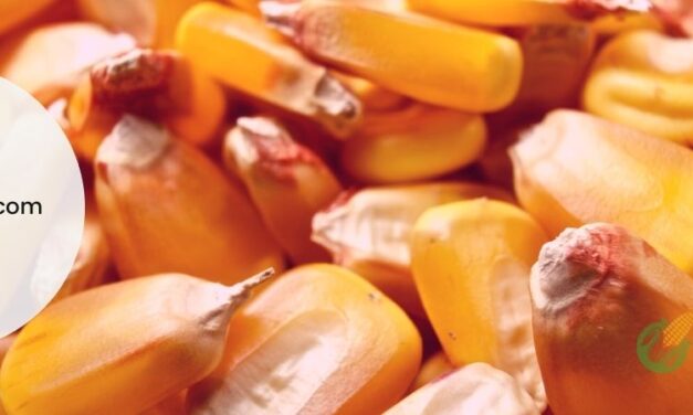 Corn India | Baby Corn, Pop Corn & Sweet Corn