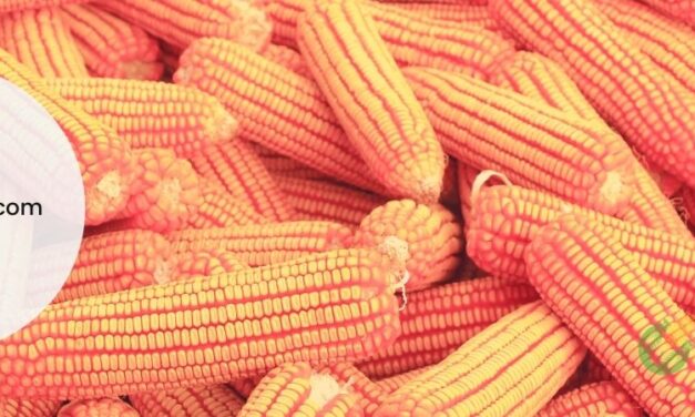 Corn India | Baby Corn, Pop Corn & Sweet Corn