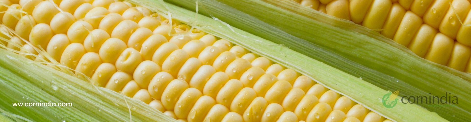 Exploring the World of Sweet Corn